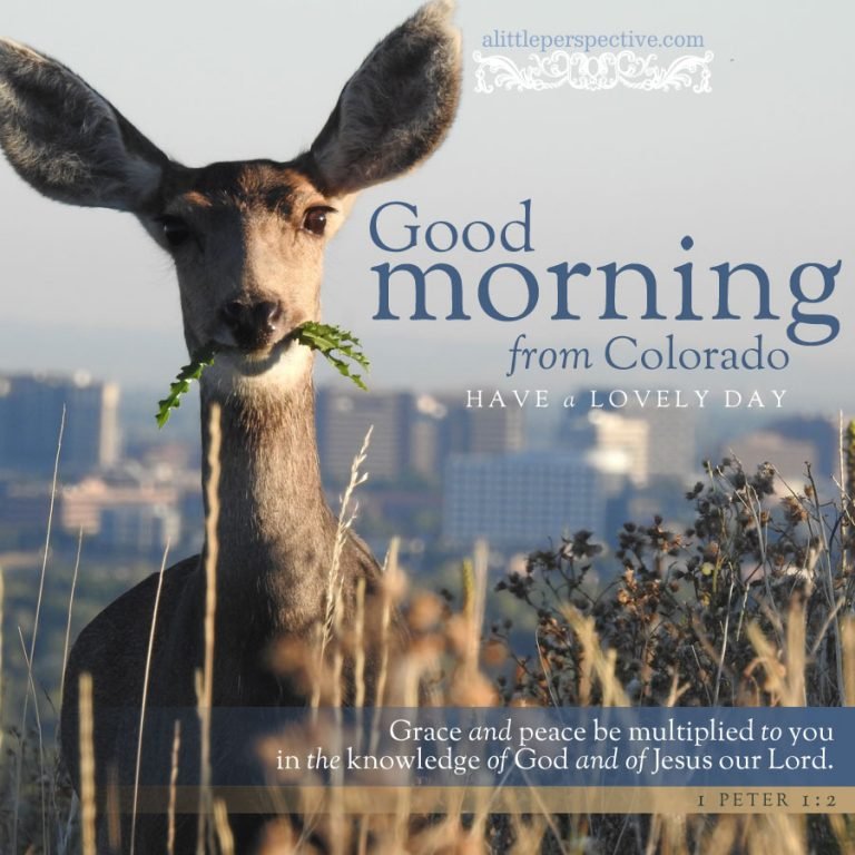 good morning from colorado galleries