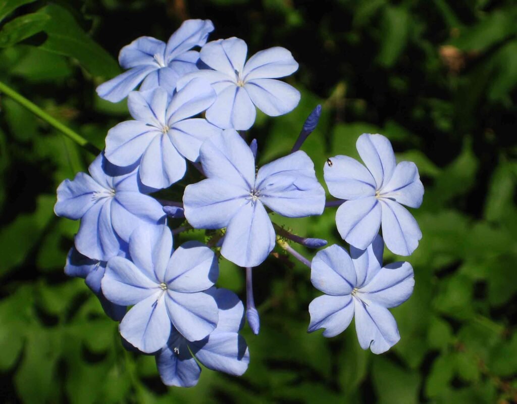 06 baby blue flowering shrub