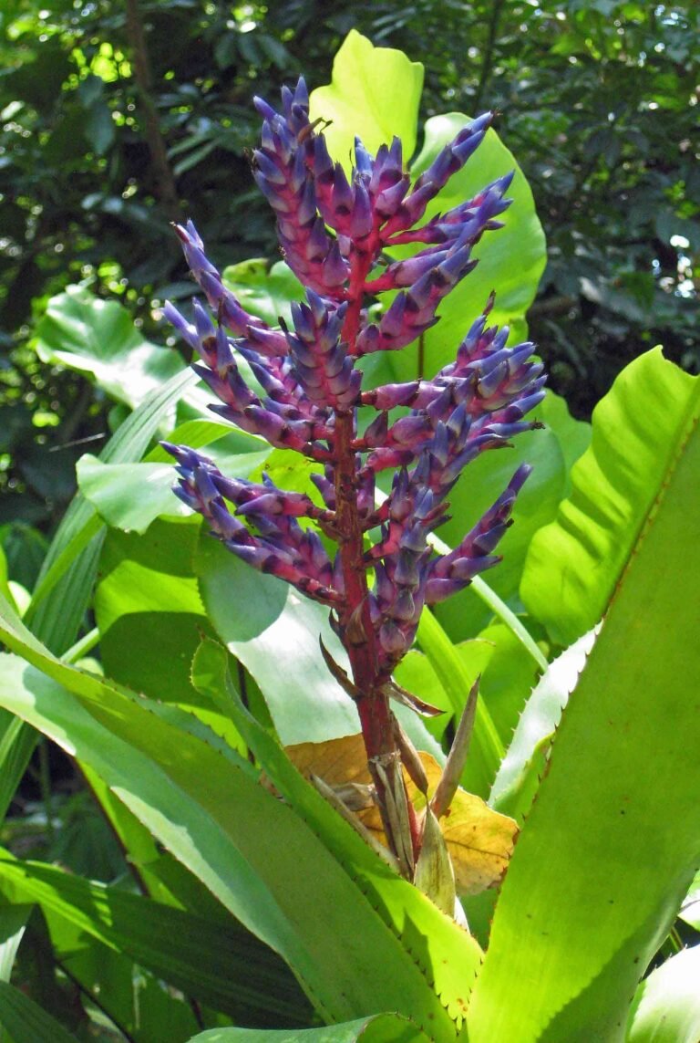 12 purple spike