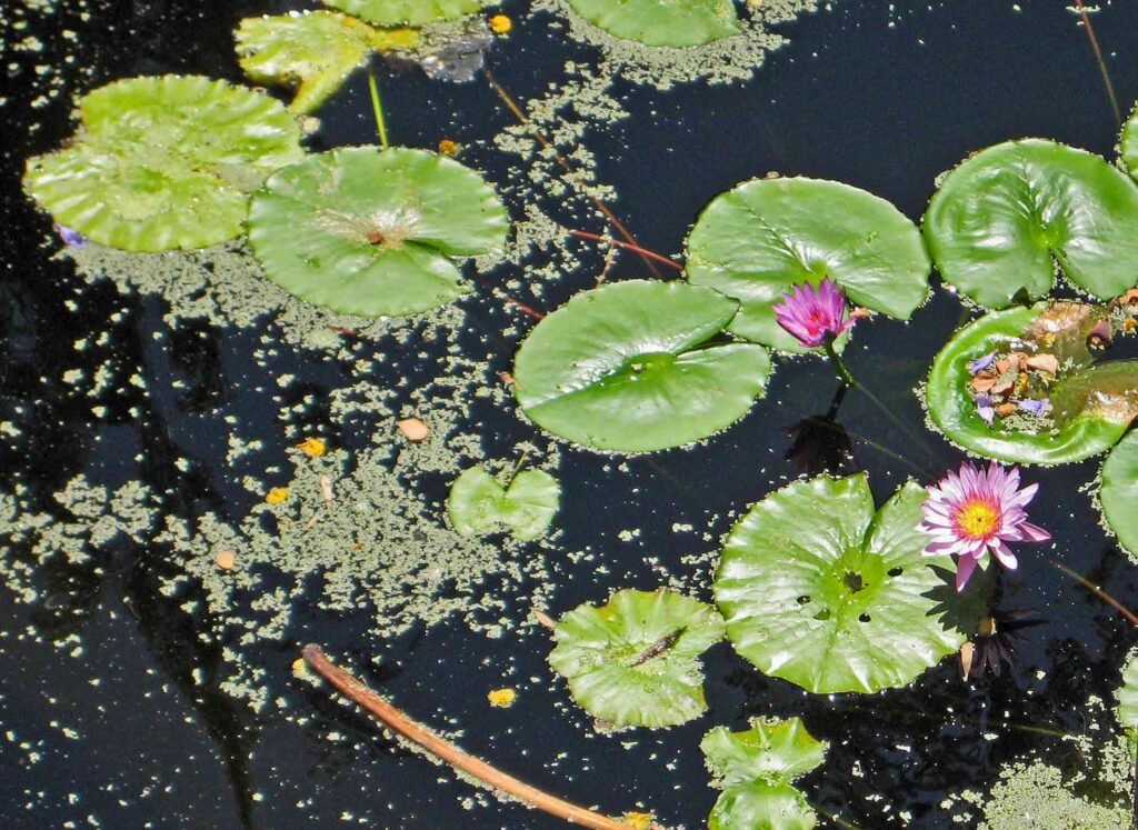 21 water lilies in the river