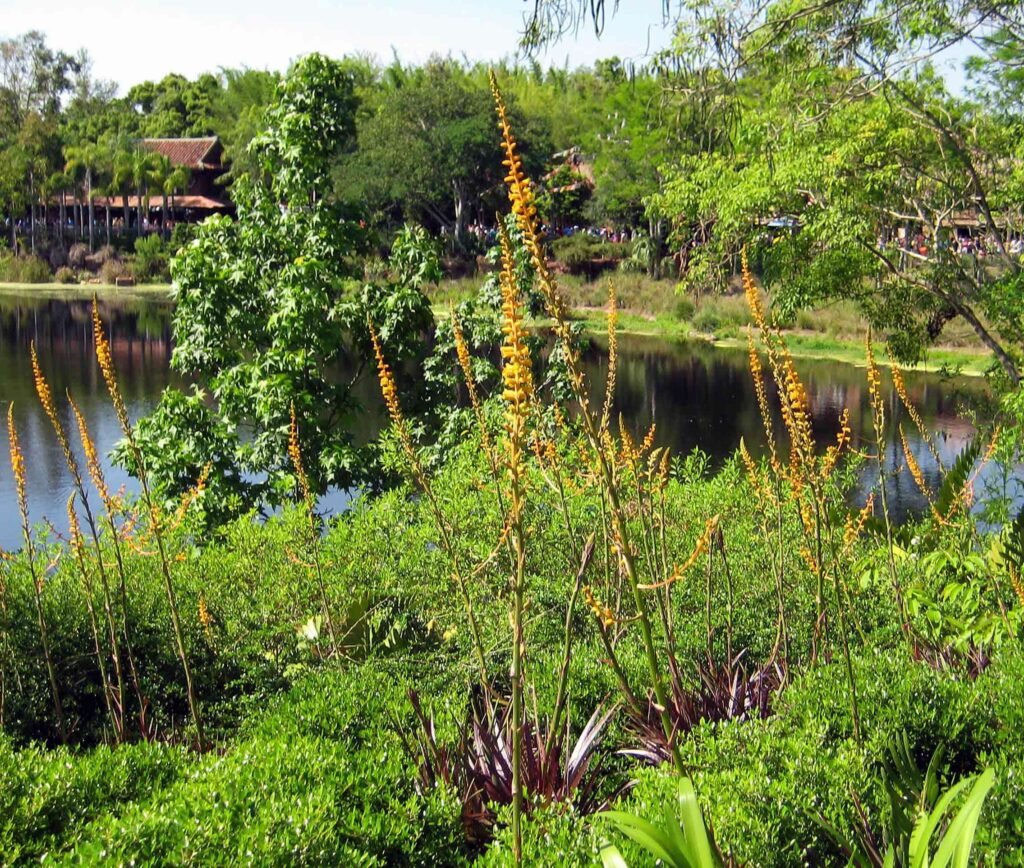 35 orange spire flowers