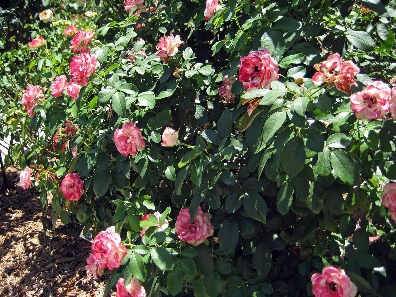 beautiful varieties on display