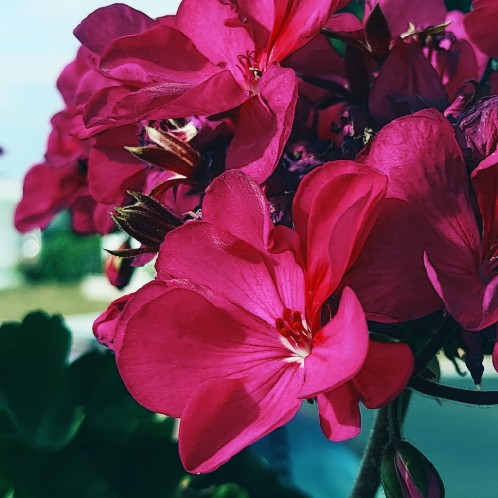 Our Geraniums