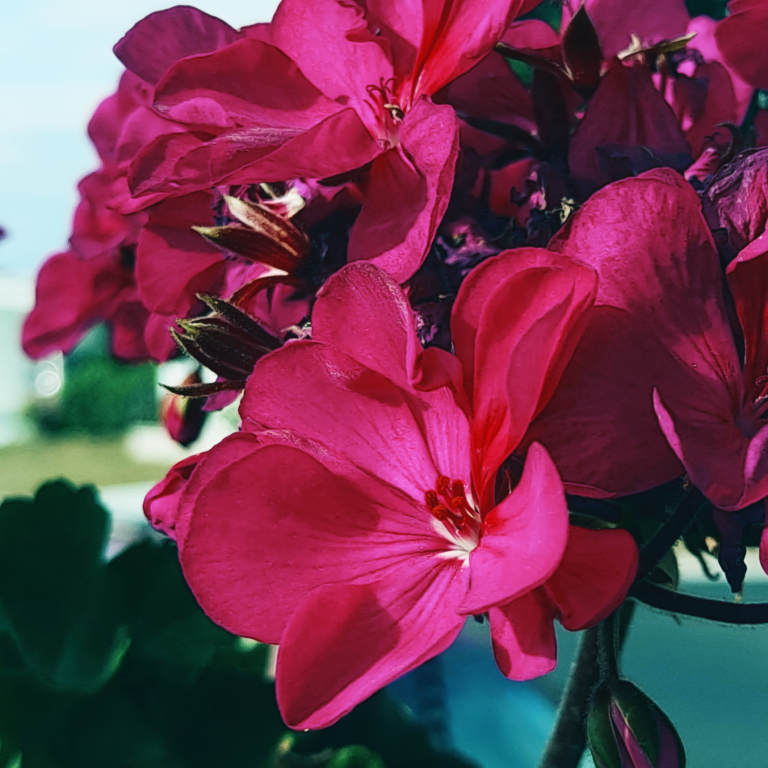 Our Geraniums