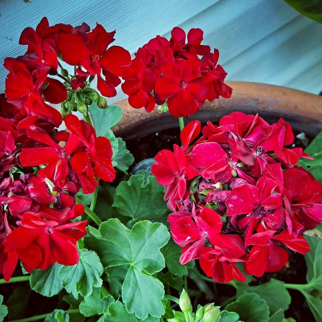 Our Geraniums
