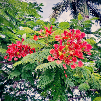 The Ringling Gardens